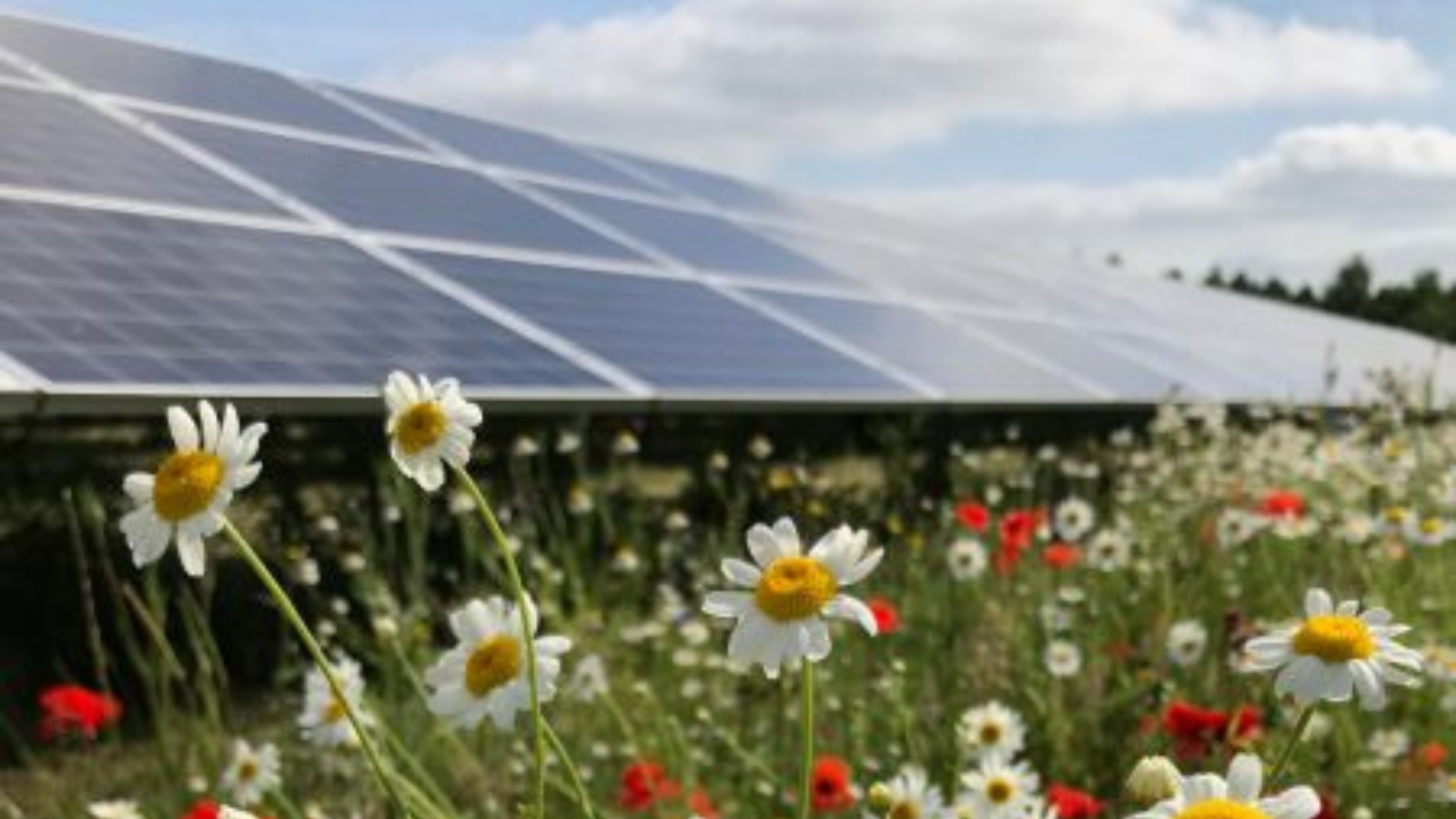 Solar Energy UK responds to Reform’s 'bizarrely unpatriotic' threat to renewable energy ...