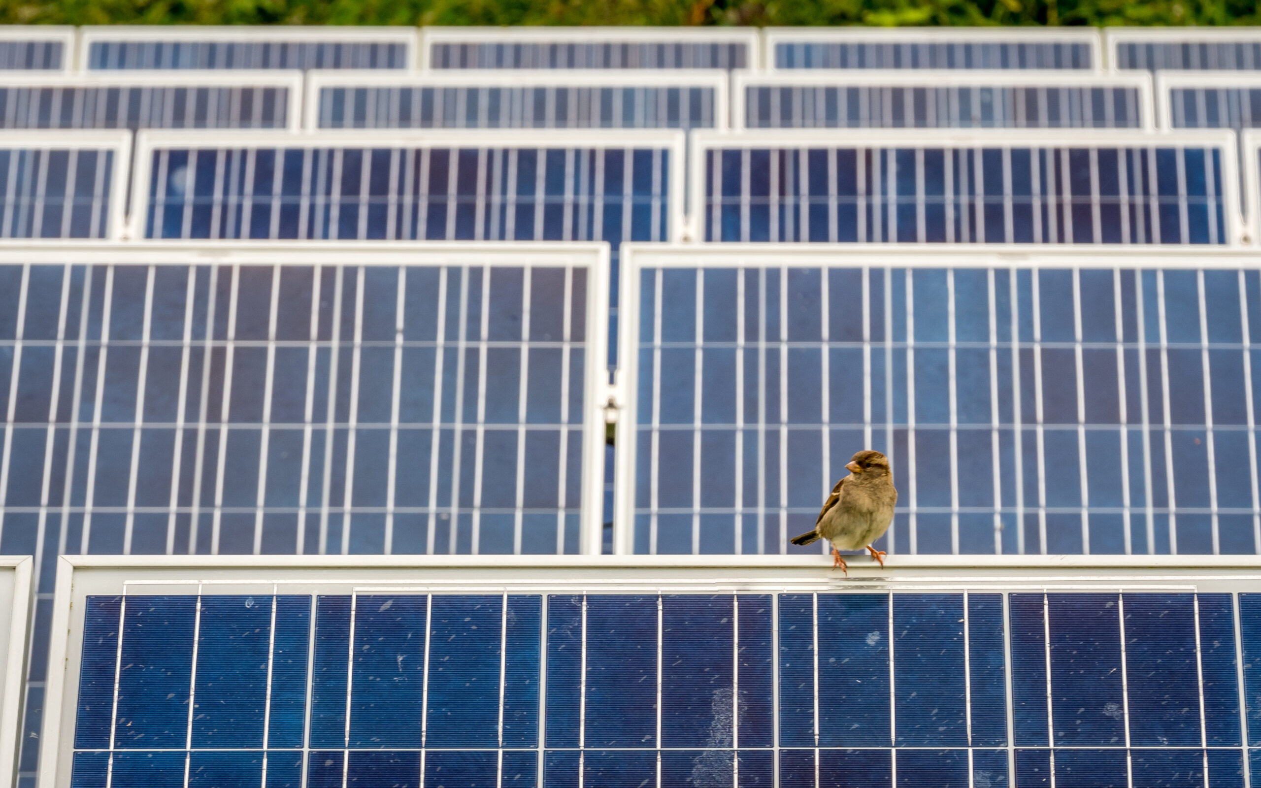 For solar to go big in the UK we first need to bust some myths • Solar ...