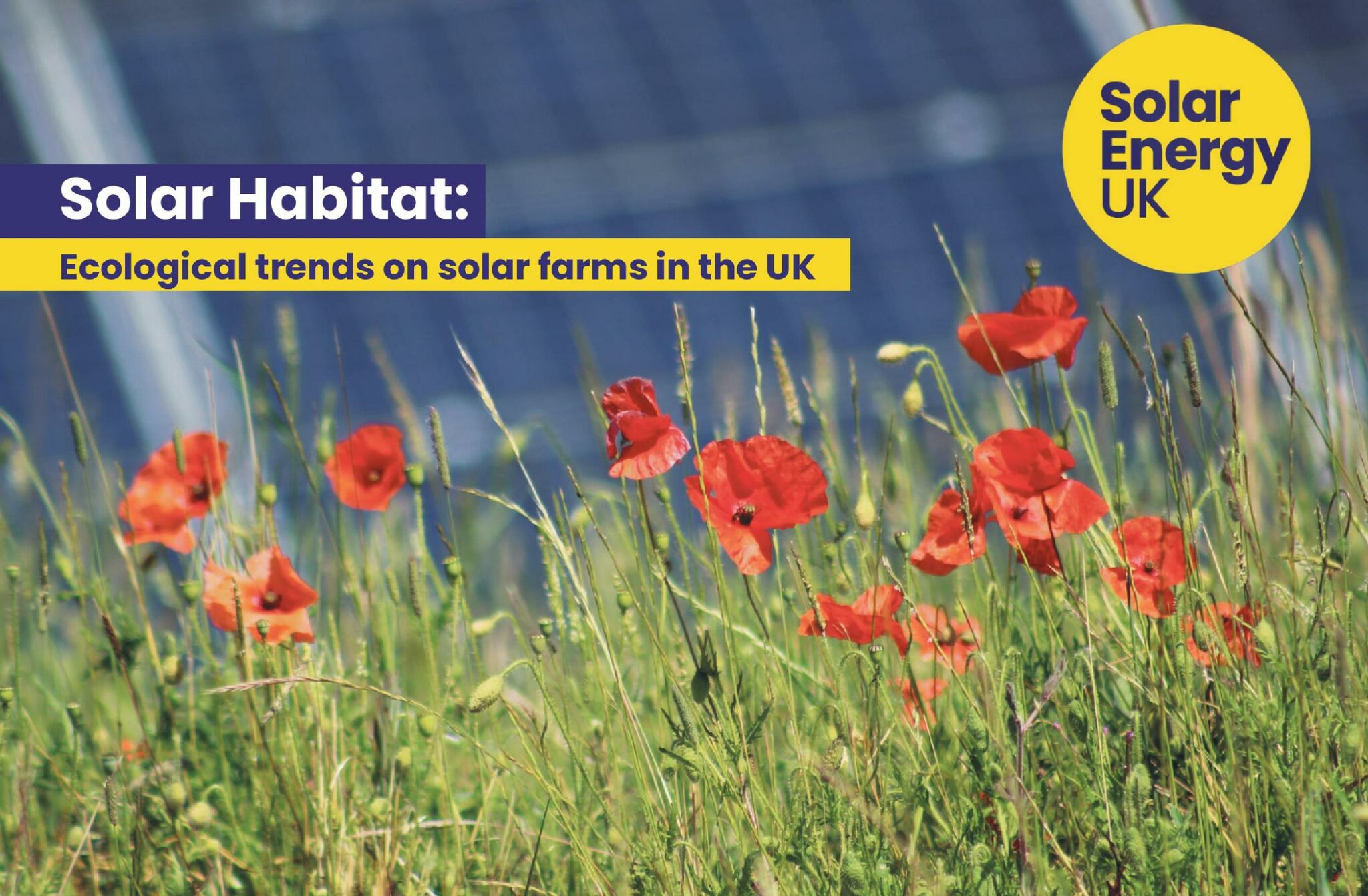Solar Habitat 2024: Ecological Trends on Solar Farms in the UK • Solar ...