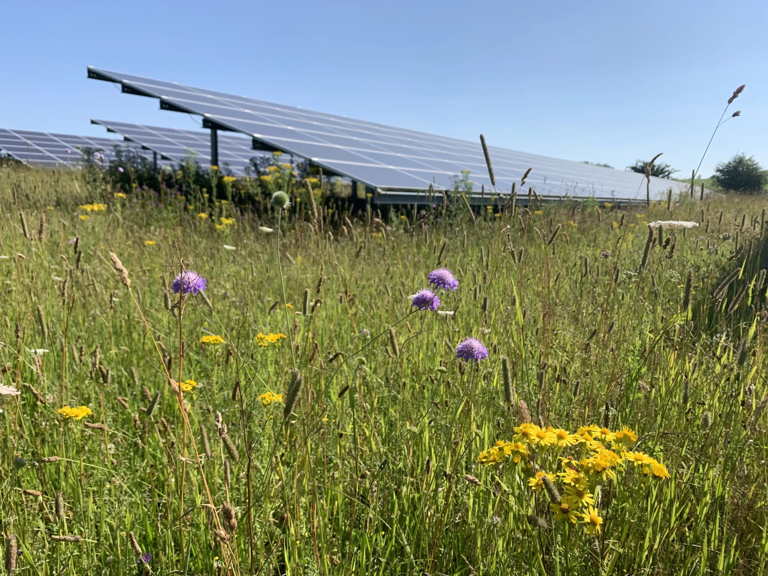 Defra highlights solar farms’ multifunctional land use • Solar Energy UK
