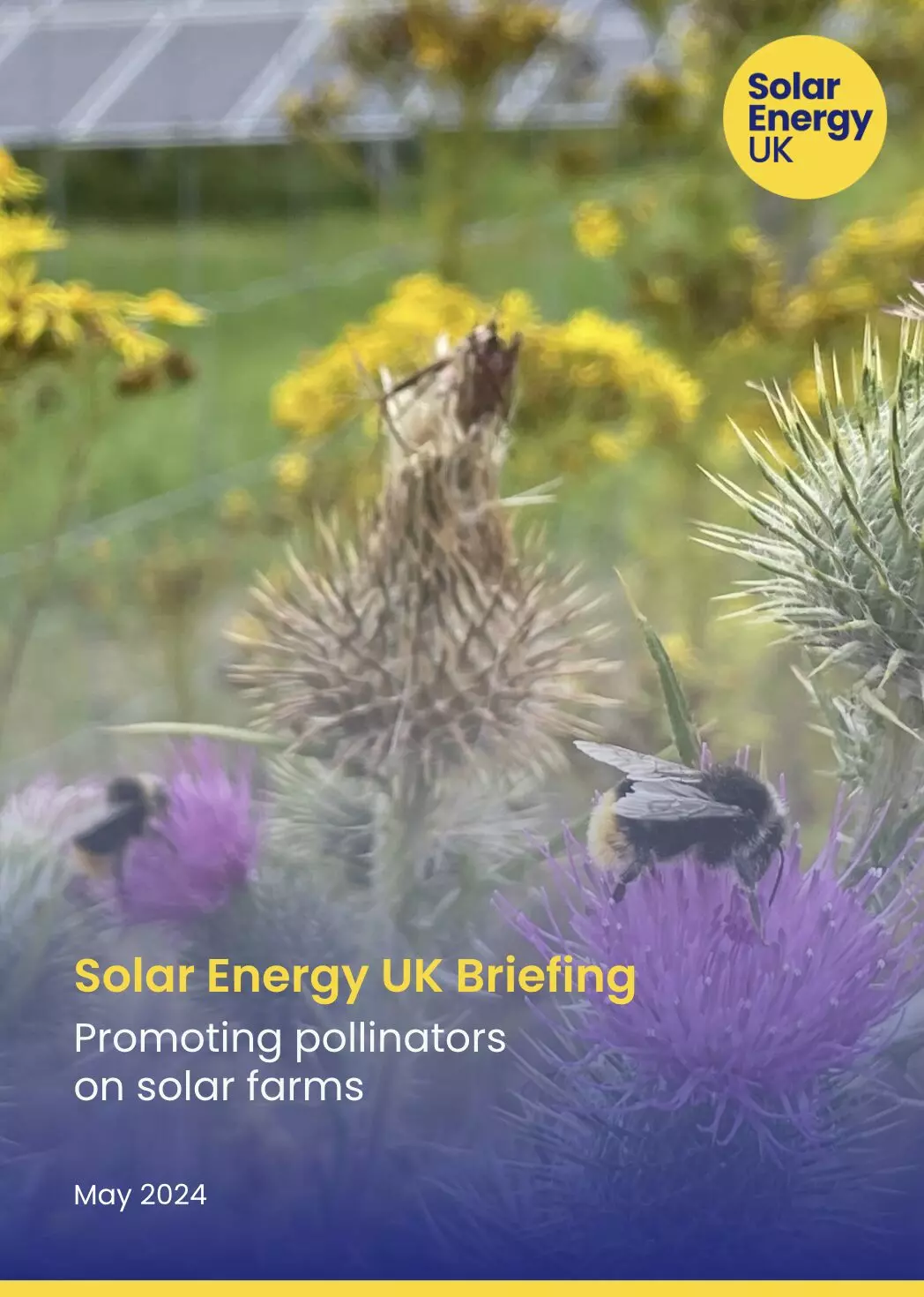 Solar Energy UK Briefing: Promoting pollinators on solar farms • Solar ...